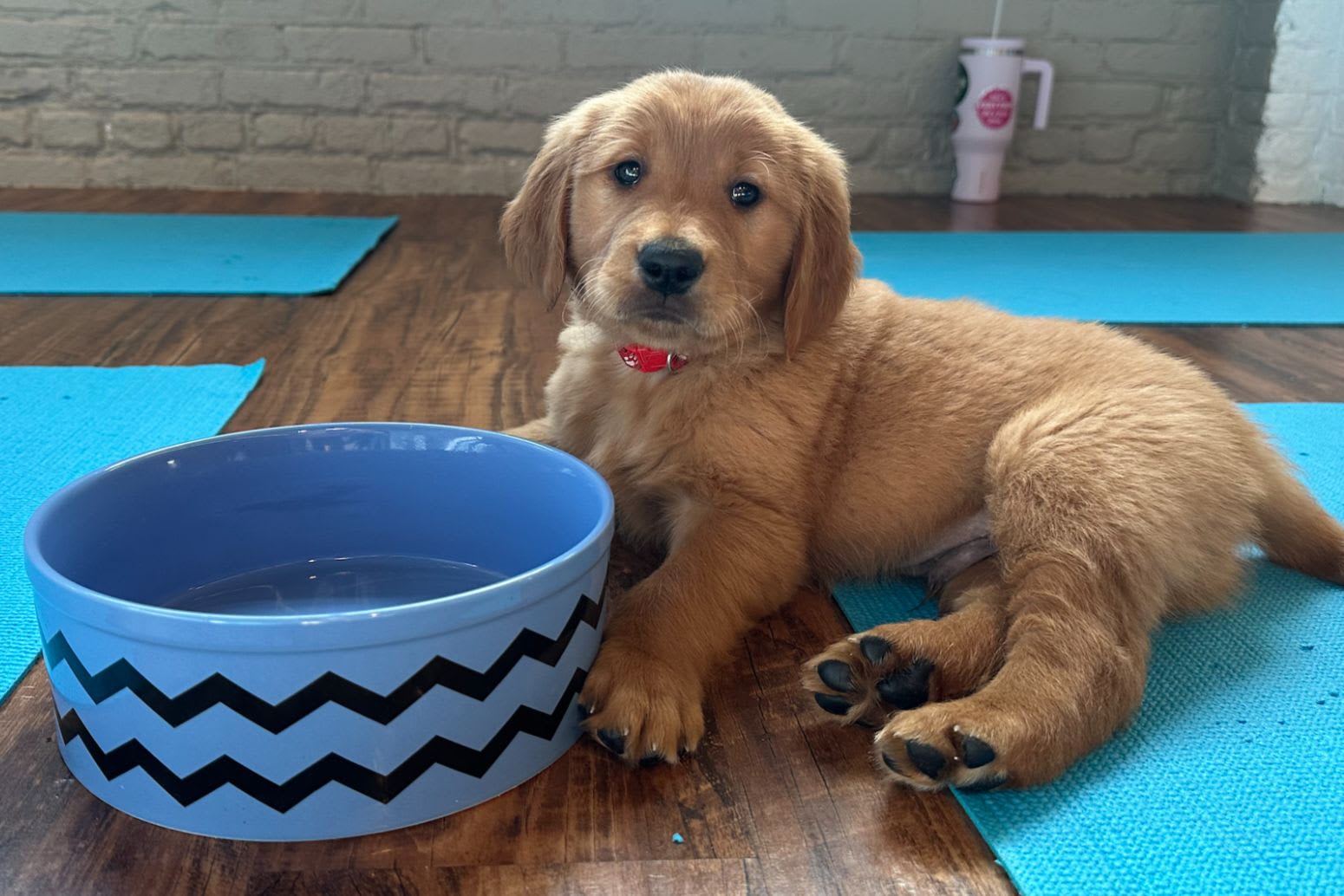 Paws and Pose Puppy Yoga: Read Reviews and Book Classes on ClassPass