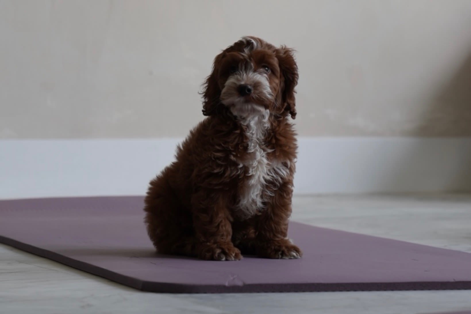 Paws and Poses: Read Reviews and Book Classes on ClassPass