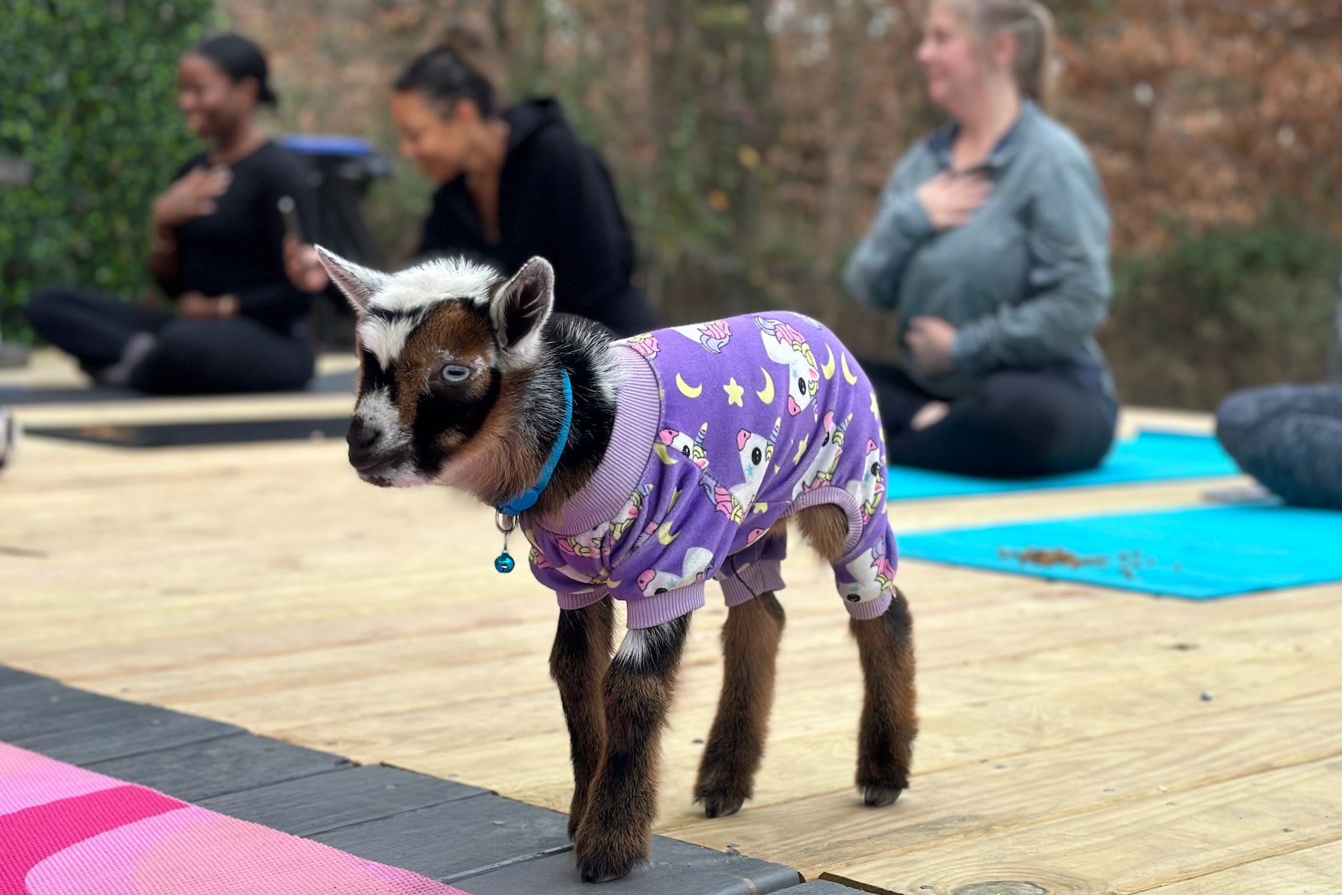 GGA Dwarf Goat Yoga: Read Reviews and Book Classes on ClassPass