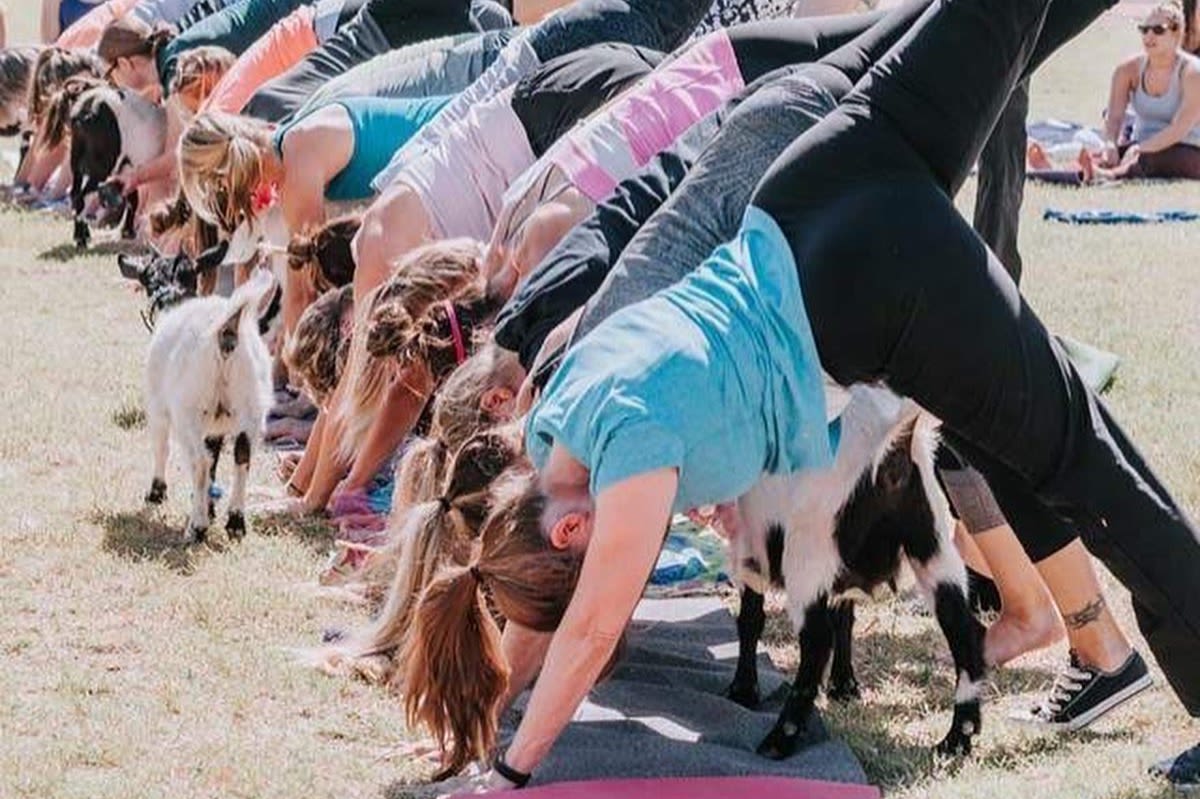 Arizona Goat Yoga: Read Reviews and Book Classes on ClassPass